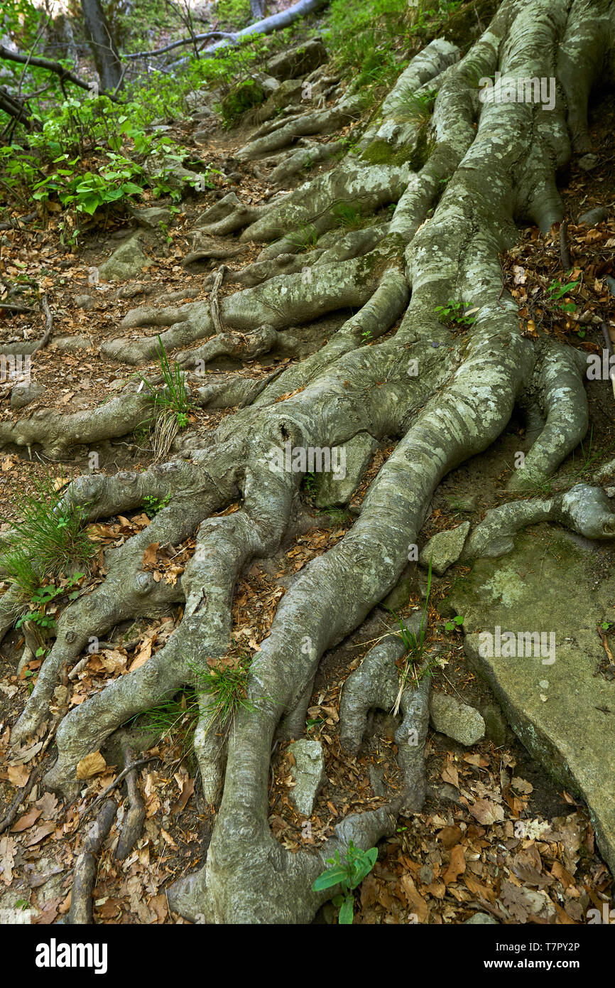 Wide angle landscape with trees with huge protruding roots Stock Photo ...