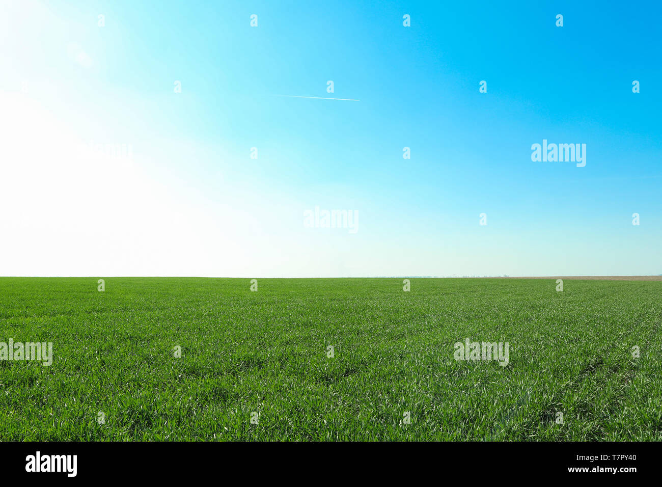 Green grass field, space for text. Beautiful spring greenery Stock ...