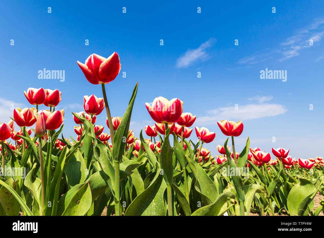 Closeup of rows Dutch red and white flamed tulips in a flower field ...