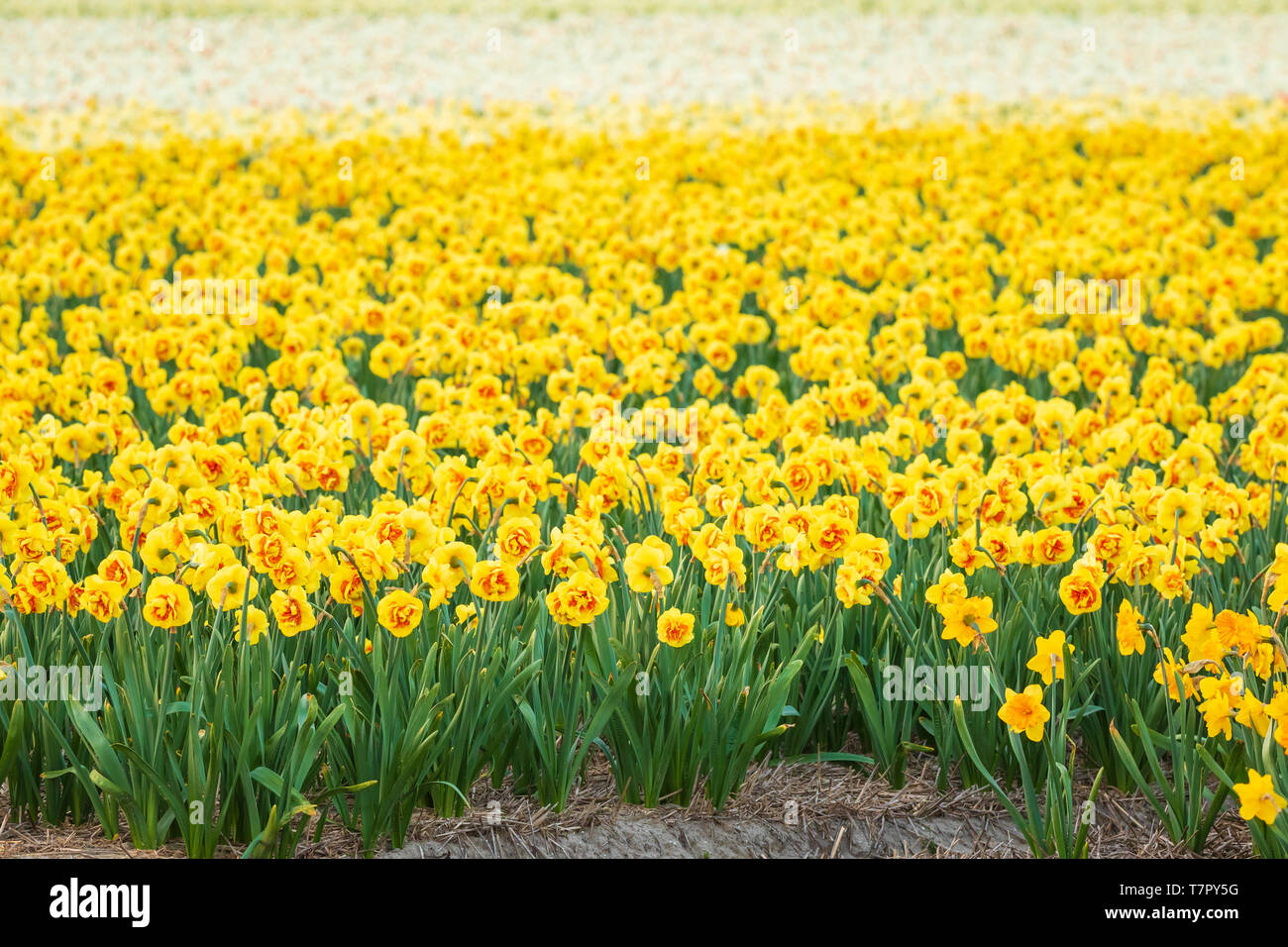 Colorful blooming flower field with yellow Narcissus or daffodil during ...