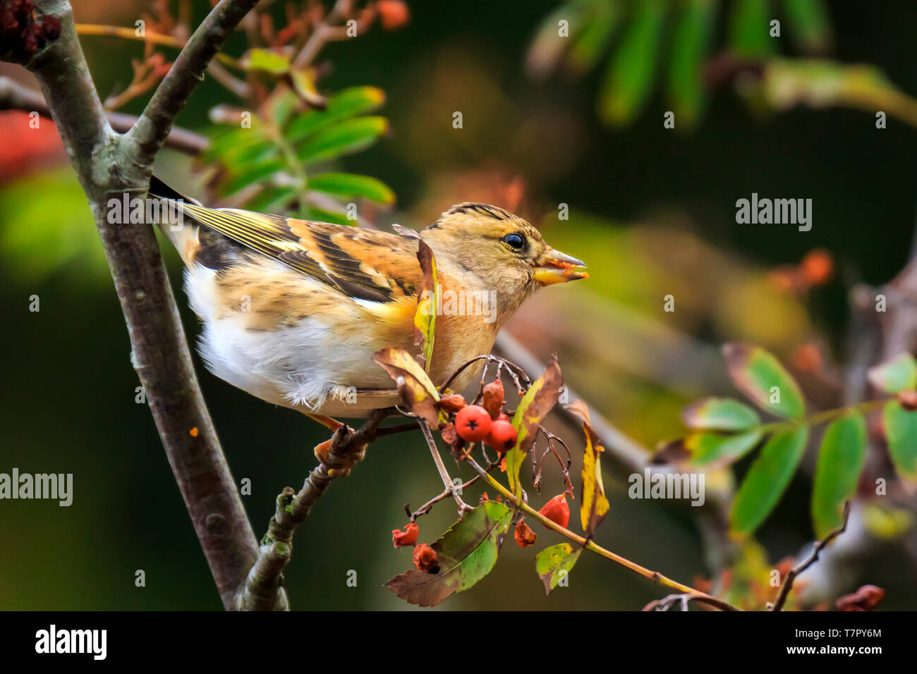 Closeup of a brambling bird, Fringilla montifringilla, in winter ...
