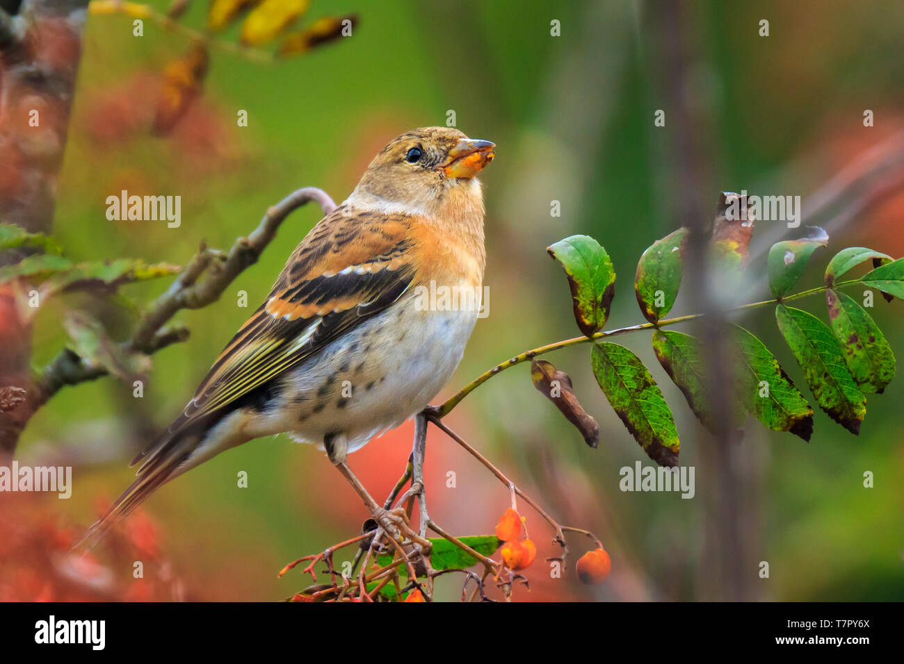 Closeup of a male brambling bird, Fringilla montifringilla, in winter ...