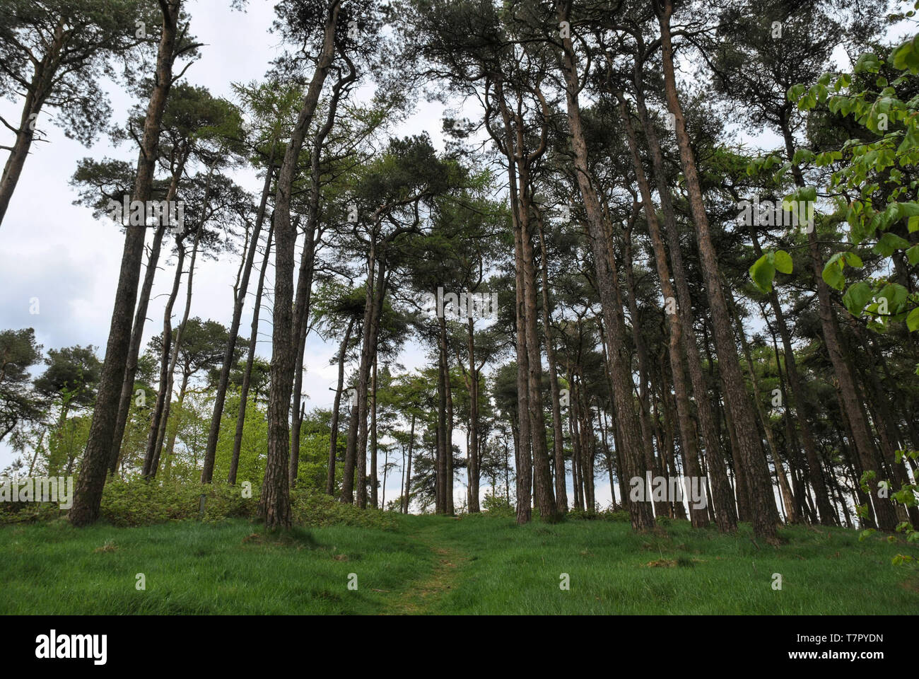 Bromlow hi-res stock photography and images - Alamy