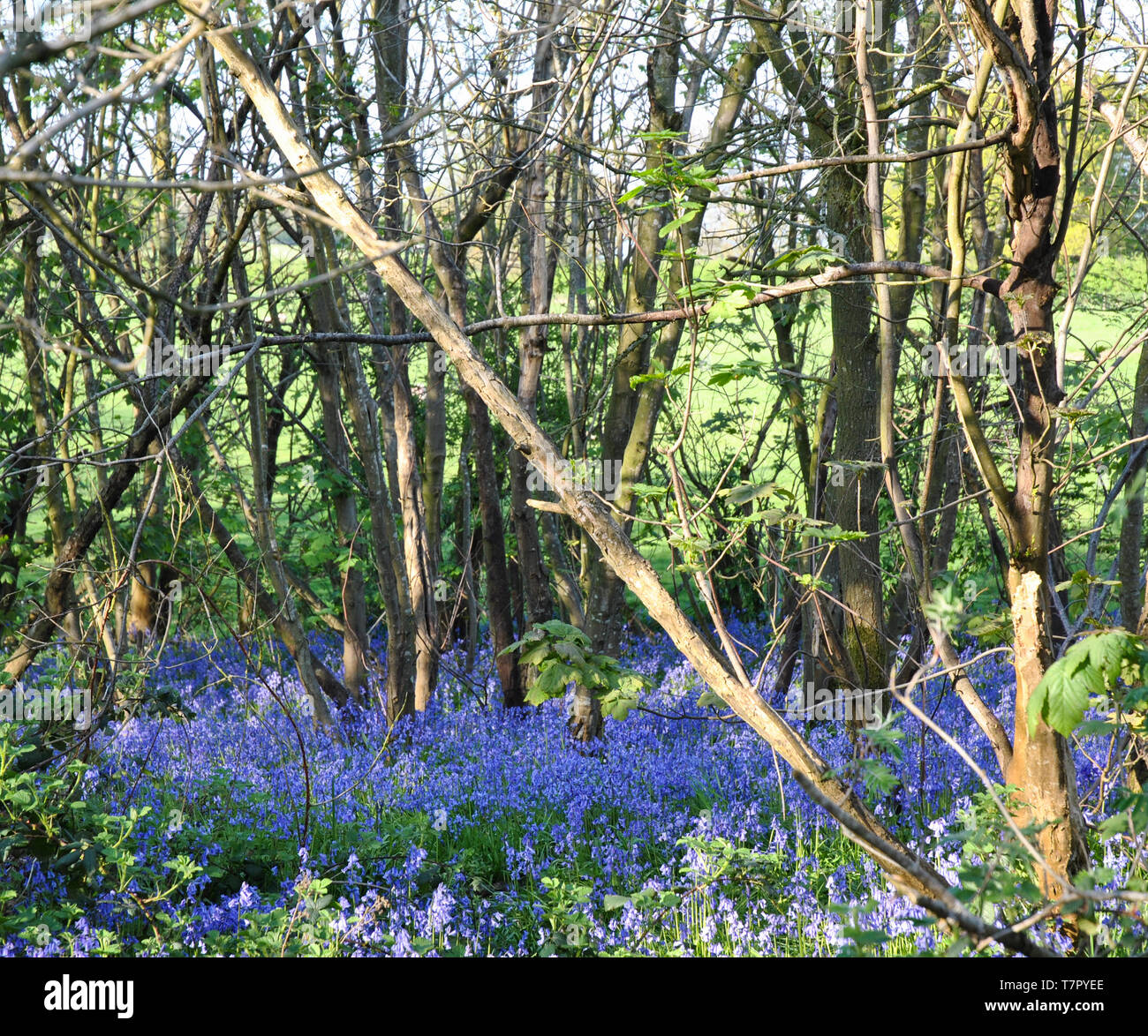 Bluebells under trees in a springtime woodland Stock Photo - Alamy