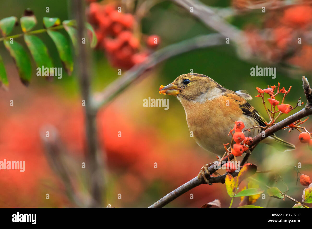 Closeup of a male brambling bird, Fringilla montifringilla, in winter ...