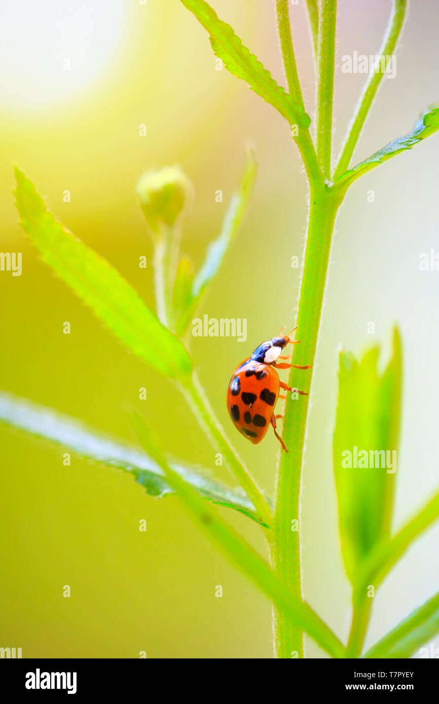 Ladybug or ladybird insect climbing. Fresh, vibrant colors and sunlight ...
