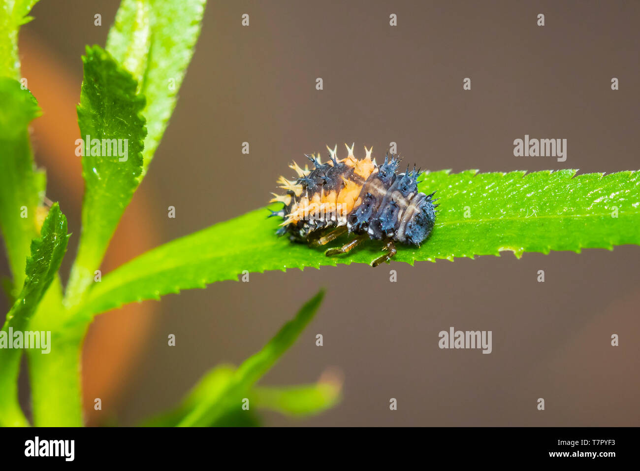 Larval stage of ladybug hi-res stock photography and images - Alamy