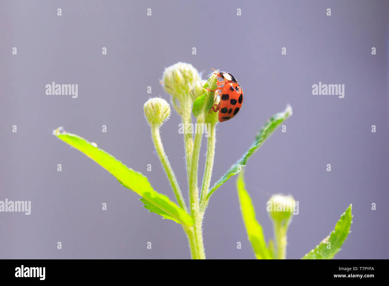 Ladybug or ladybird insect climbing. Fresh, vibrant colors and sunlight ...