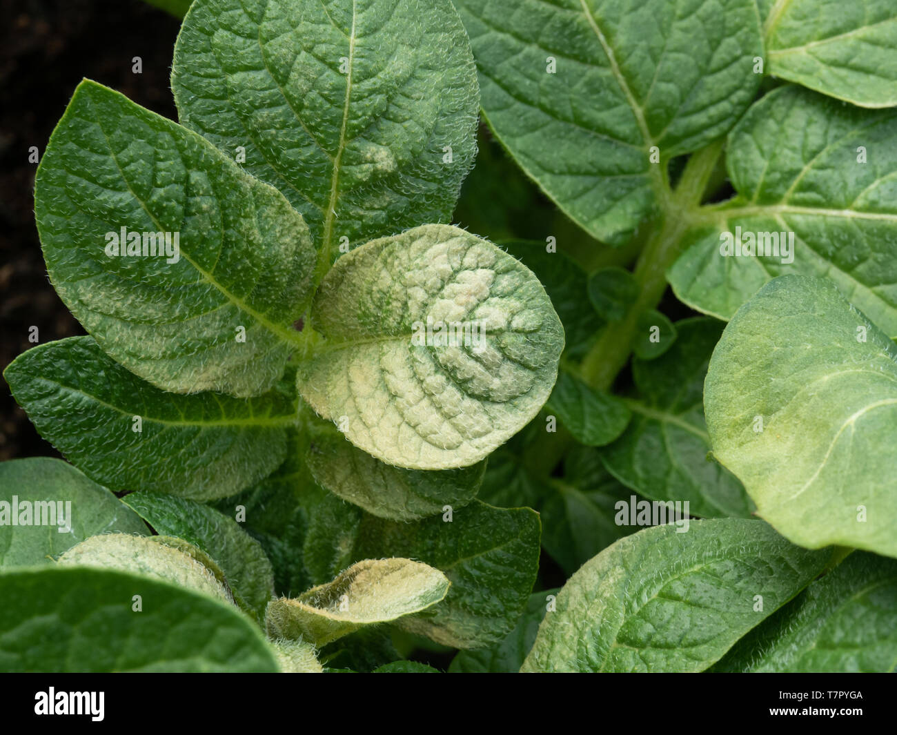 Potato leaves hi-res stock photography and images - Alamy