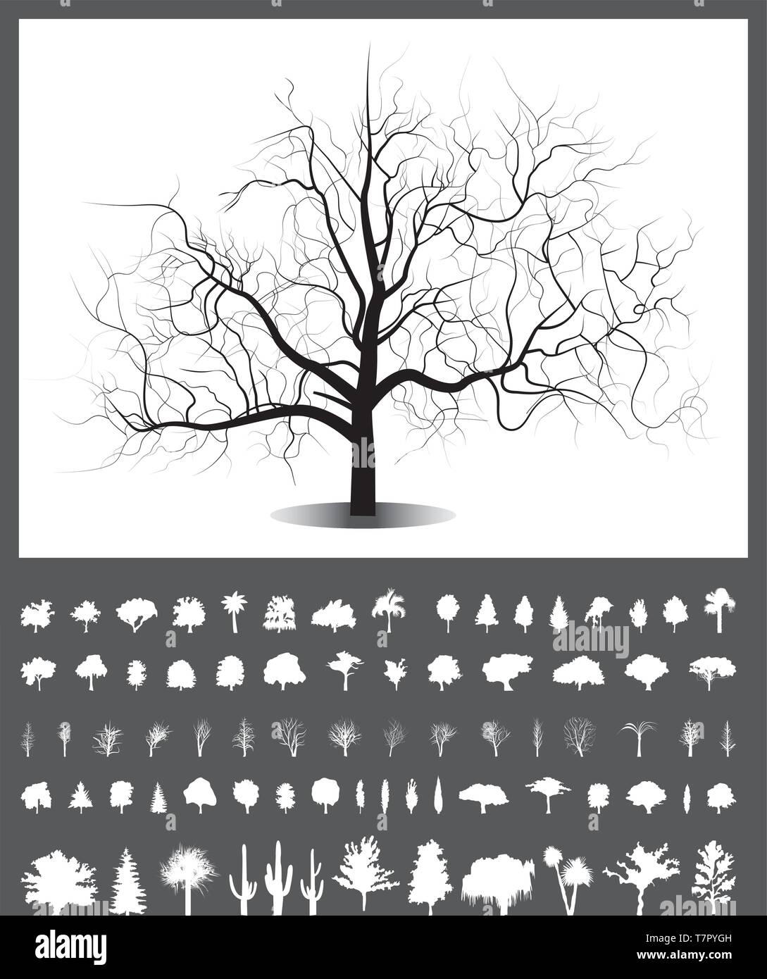 Beech tree bark Stock Vector Images - Alamy