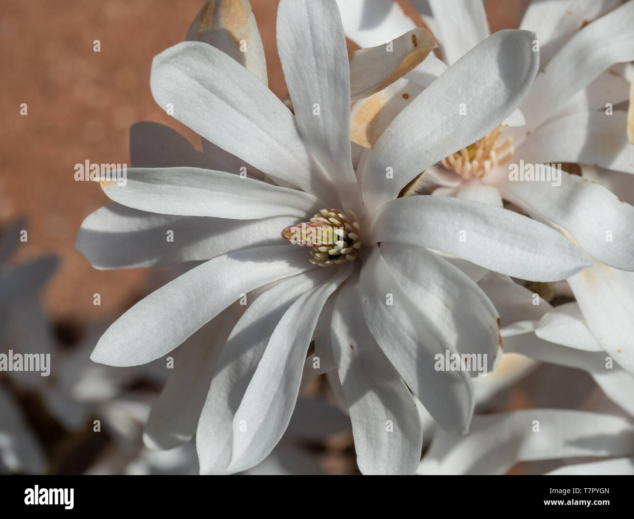 A close up of a single white flower of Magnolia stellate Stock Photo ...