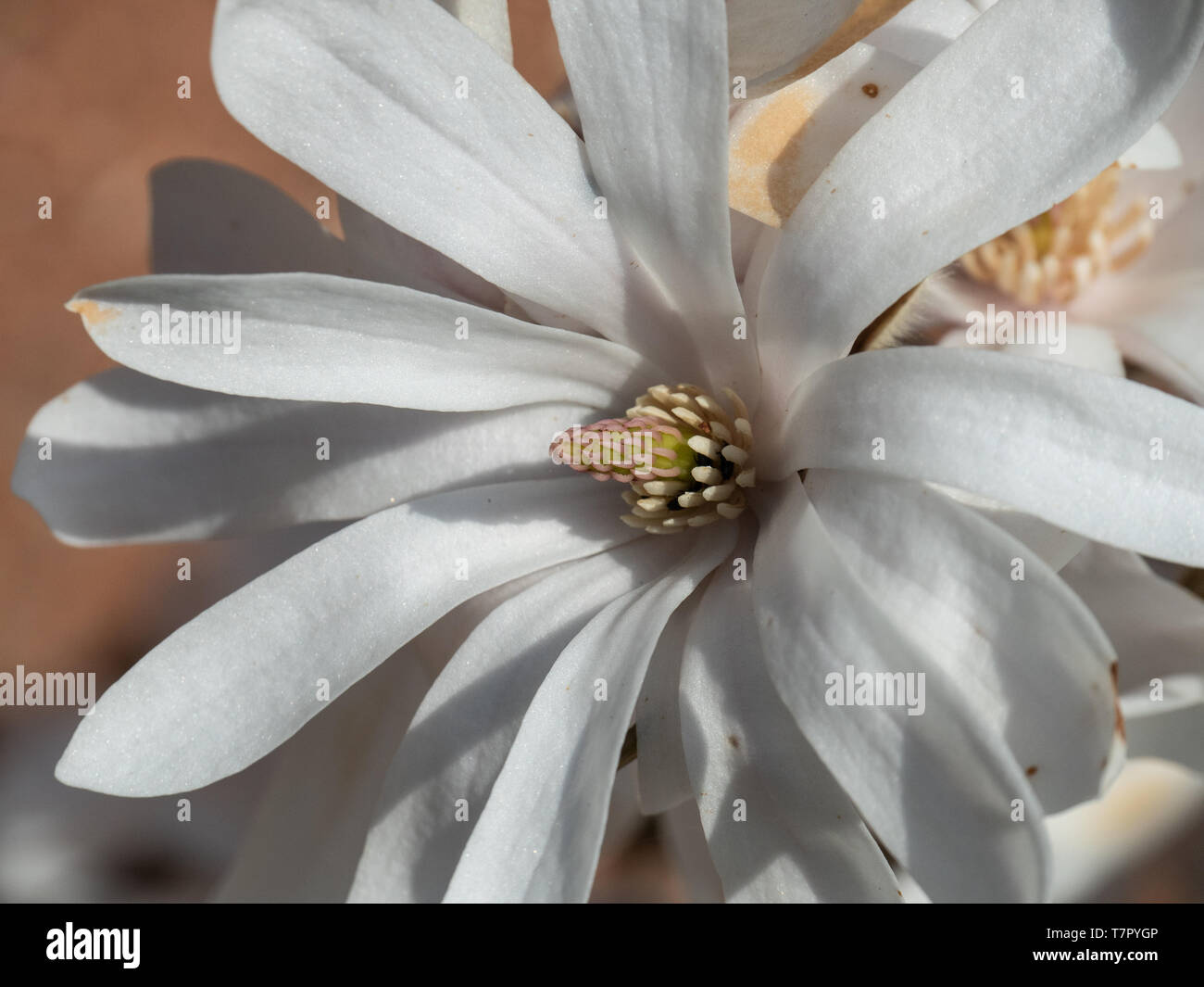 Small magnolia tree hi-res stock photography and images - Alamy