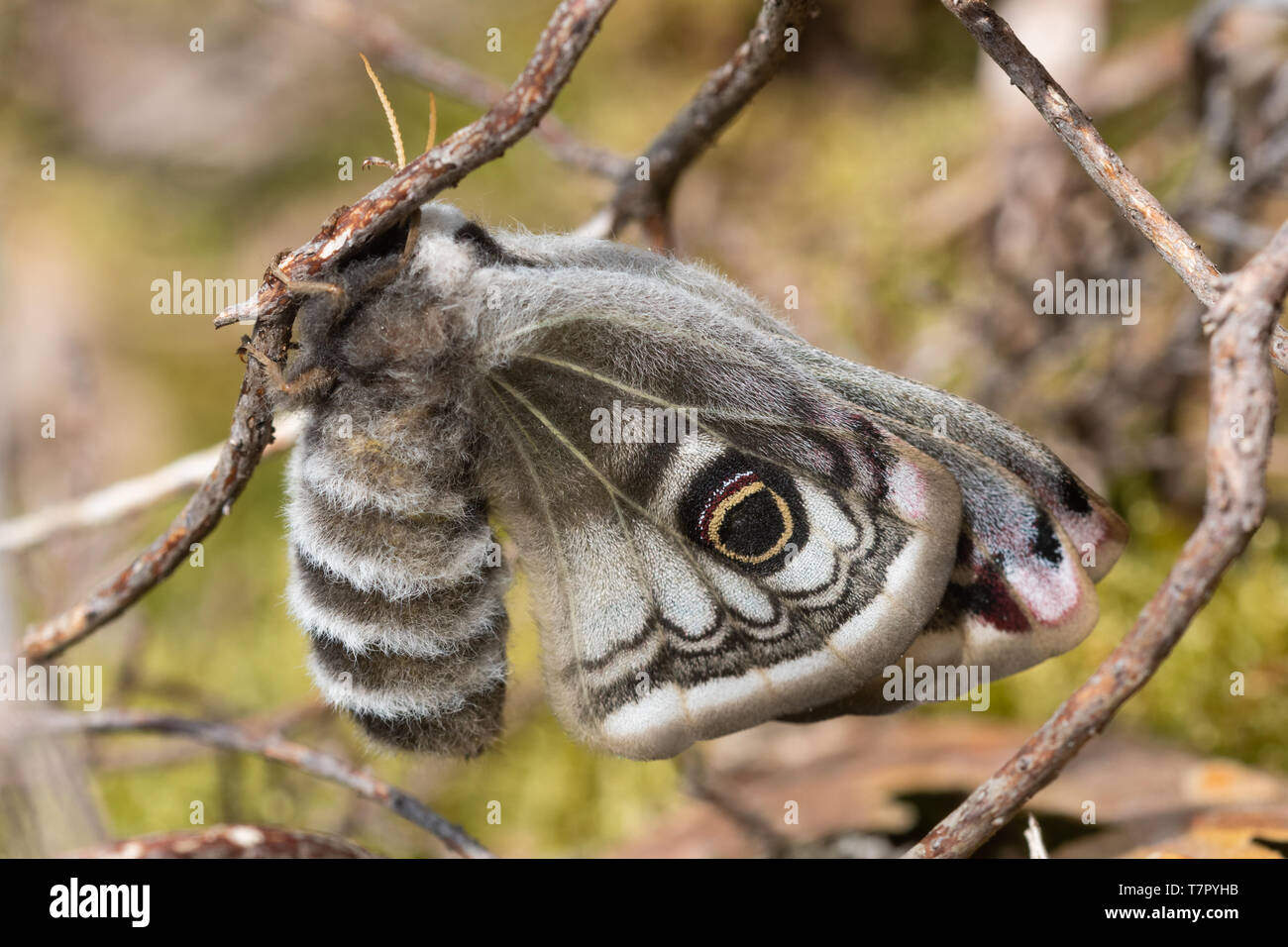 Emperor moth hi-res stock photography and images - Alamy
