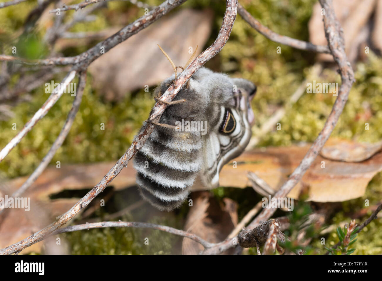Female emperor moth (Saturnia pavonia), a large insect newly emerged ...