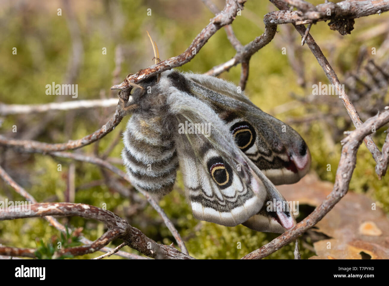 Female emperor moth hi-res stock photography and images - Alamy