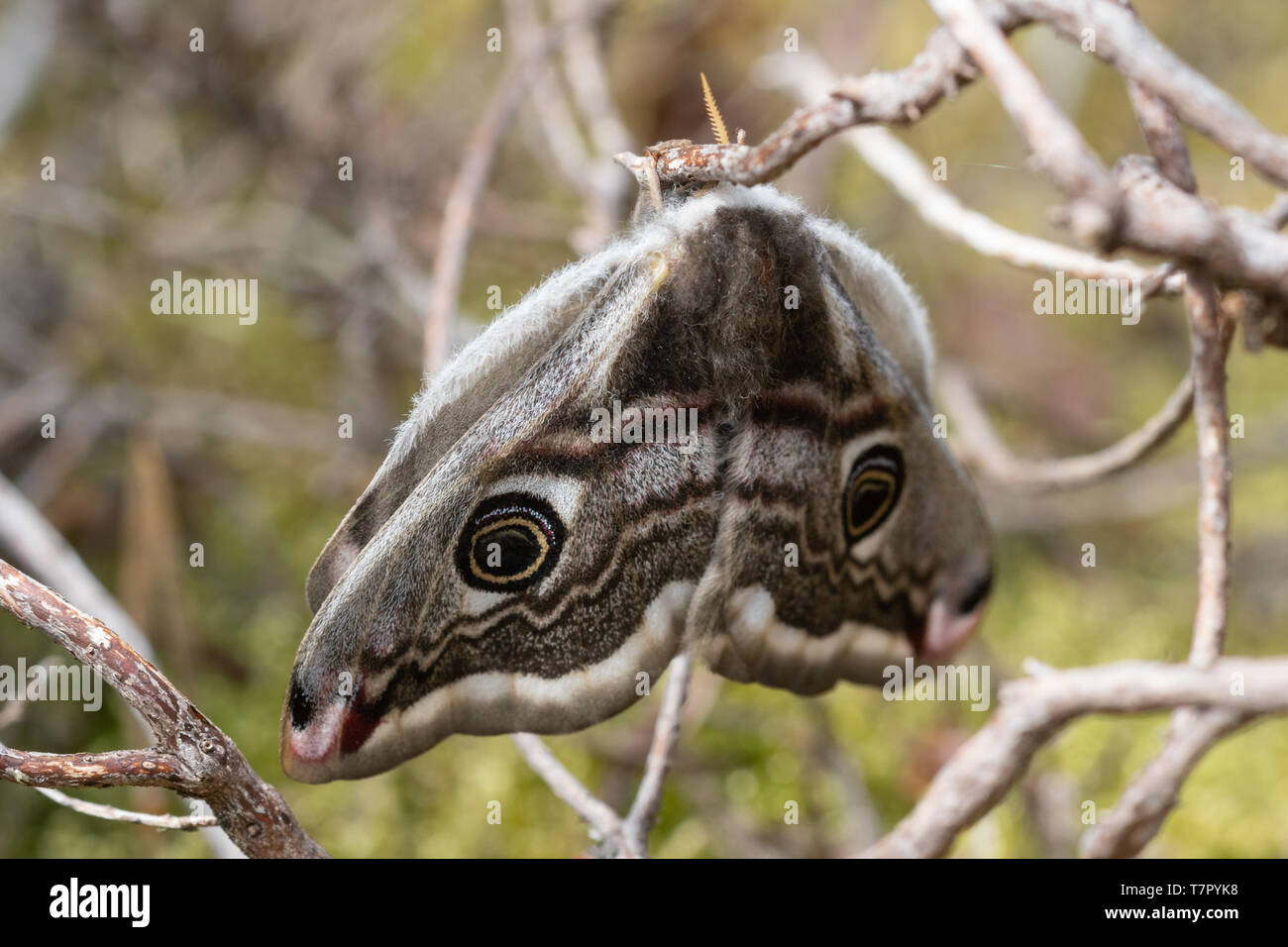 Female emperor moth (Saturnia pavonia), a large insect newly emerged ...
