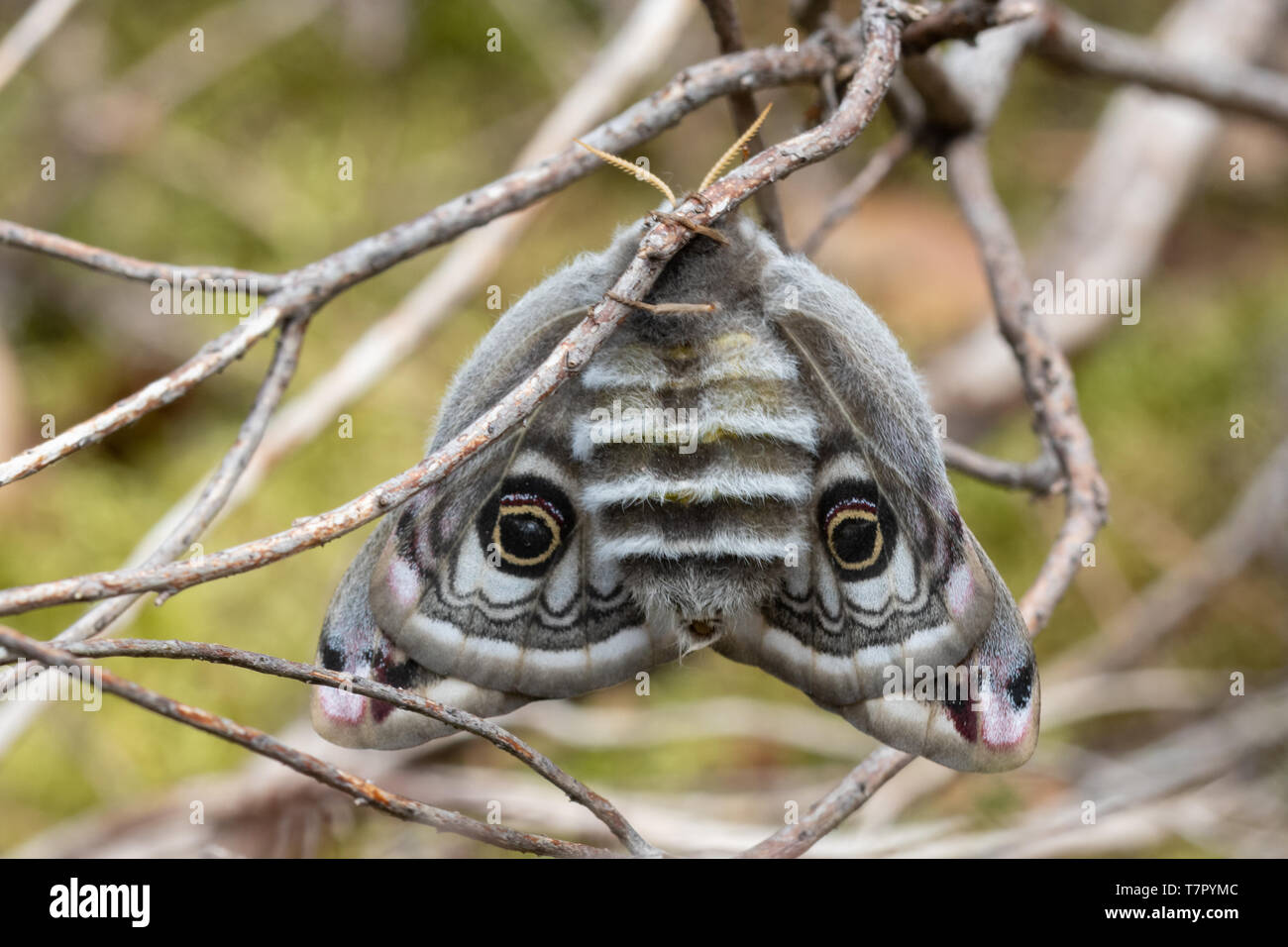 Female emperor moth (Saturnia pavonia), a large insect newly emerged ...
