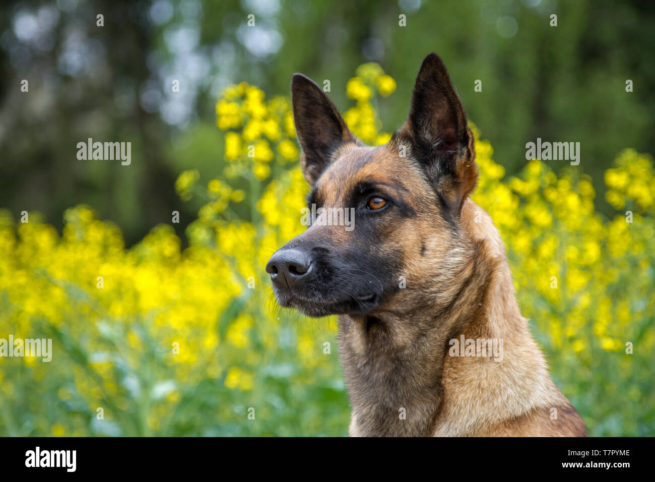 Malinois dog portrait in front of a canola field Stock Photo - Alamy