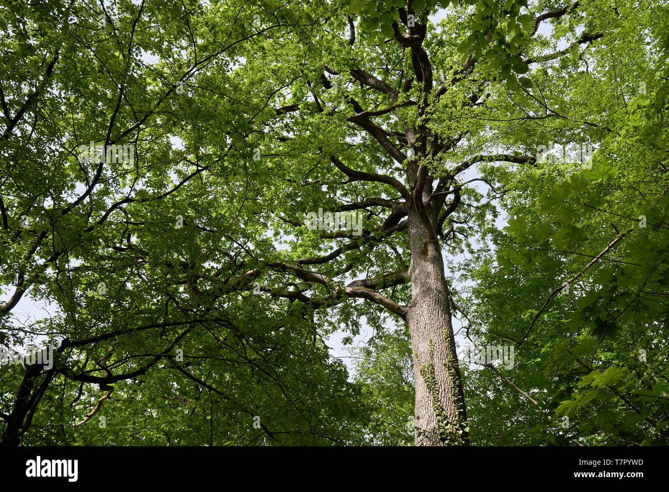 Big oak tree seen from underneath Stock Photo - Alamy