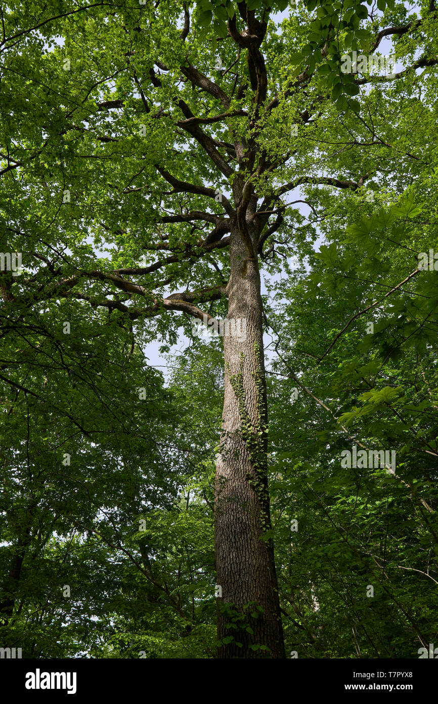 Big oak tree seen from underneath Stock Photo - Alamy