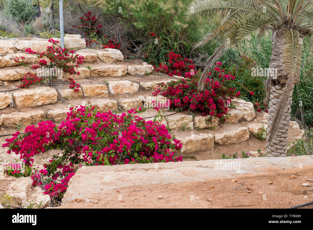 Jordan flowers hi-res stock photography and images - Alamy