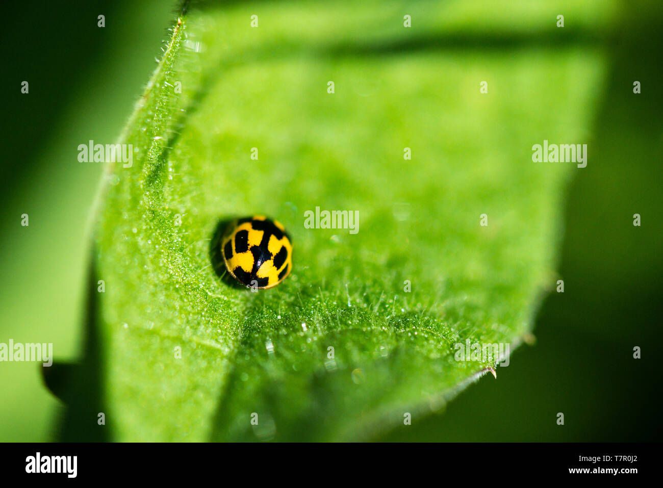 A 14-spotted ladybird (Propylea quatuordecimpunctata) on a leaf Stock ...