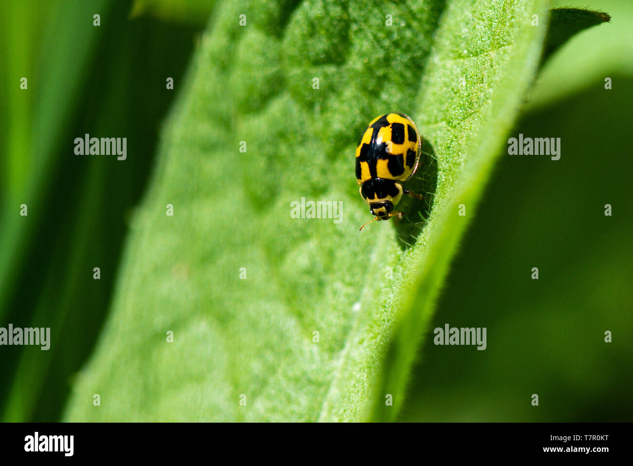 P 14 lady beetle hi-res stock photography and images - Alamy