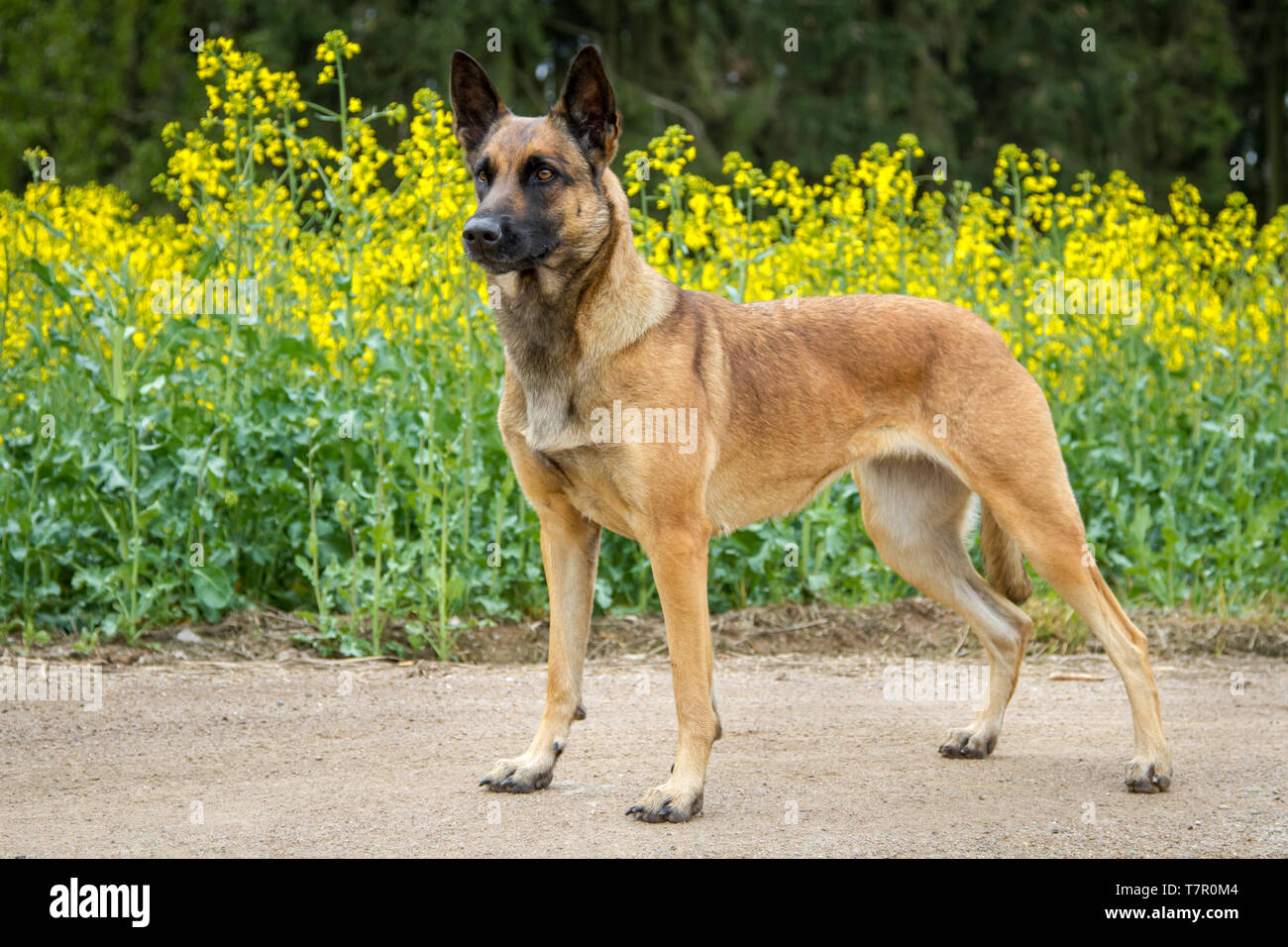 Malinois dog standing in front of a canola field Stock Photo - Alamy