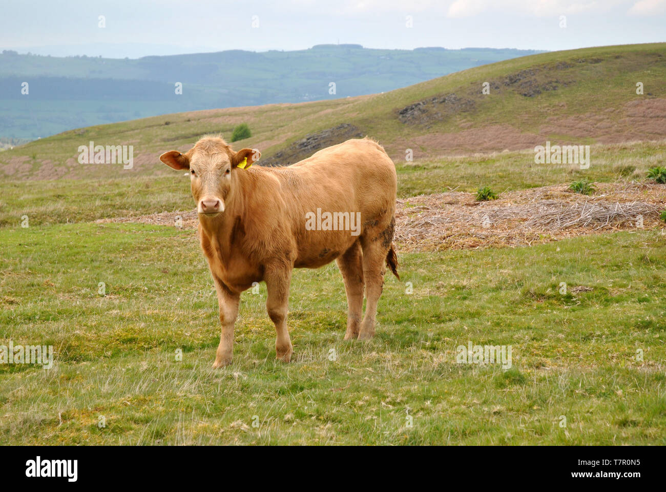A single cow on moorland in Shropshire Stock Photo - Alamy