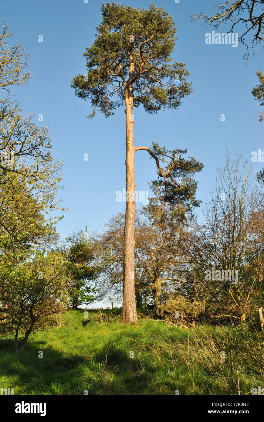 Pine tree on clear hi-res stock photography and images - Alamy