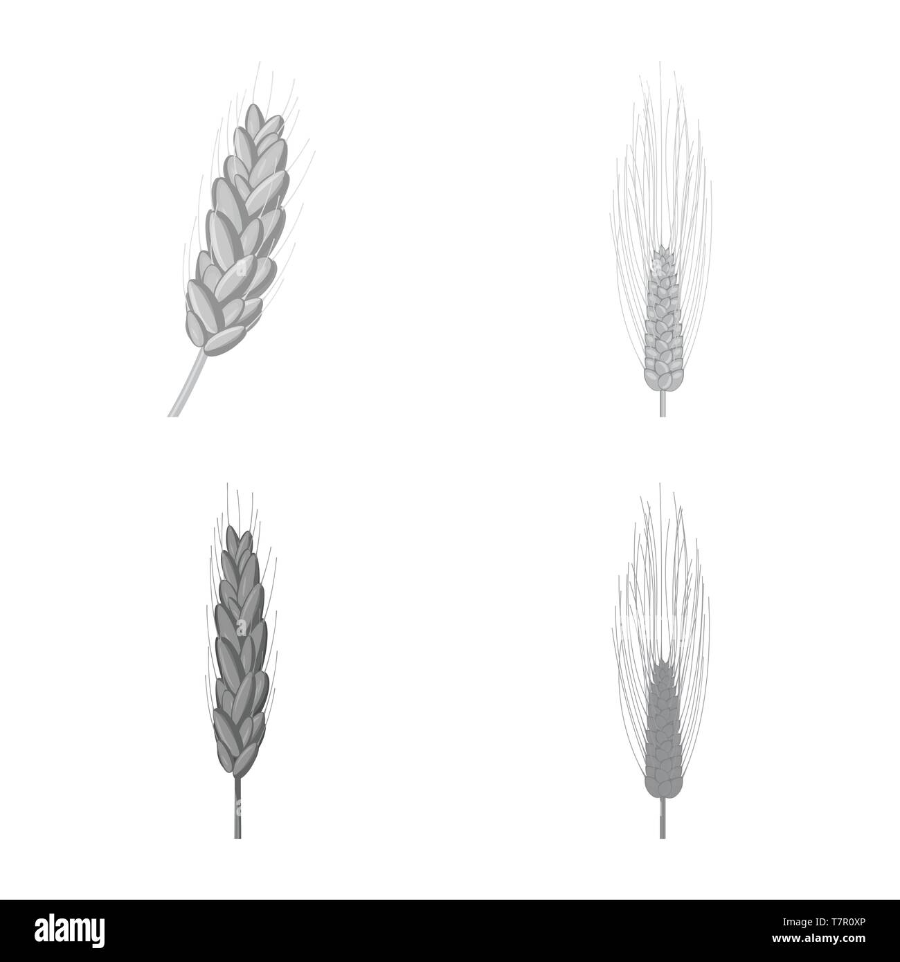 spring,barley,spike,bran,crop,cereal,ripe,food,green,gold,durum,winter ...