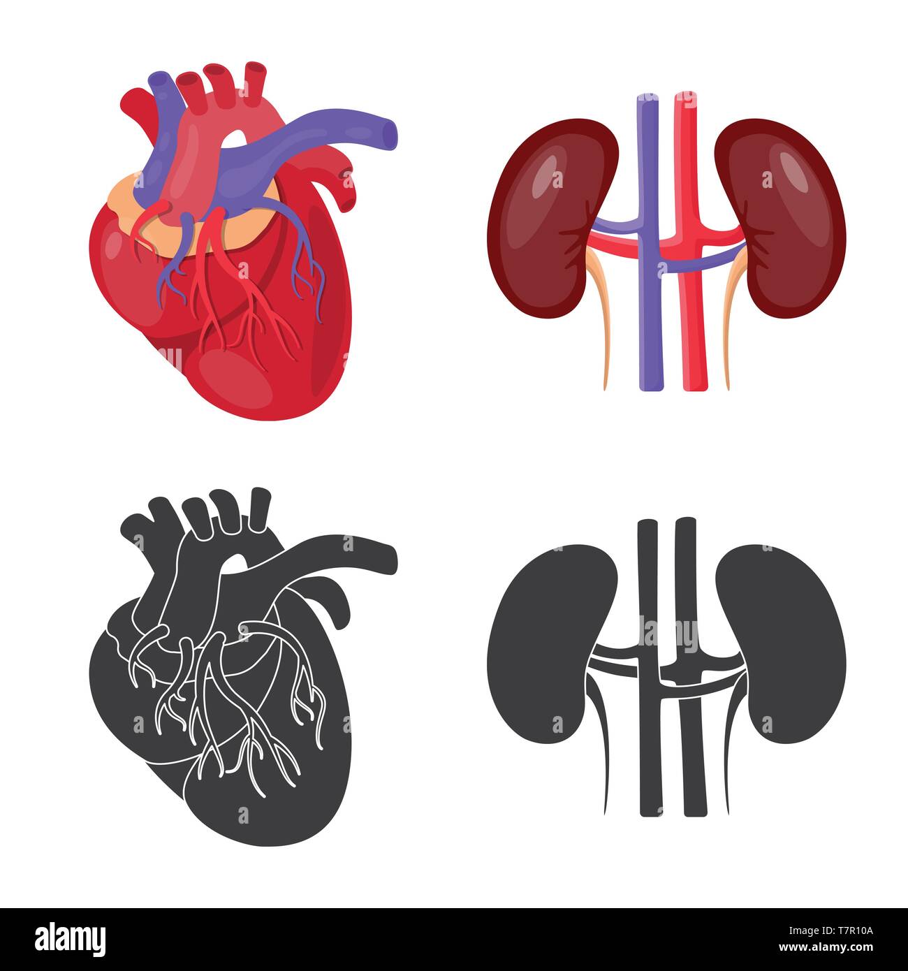 heart,kidney,cardiology,urinary,cardiovascular,beans,body,transplant ...