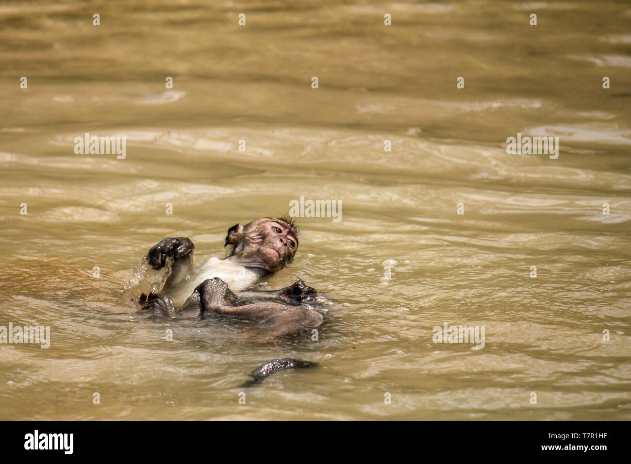 Monkey swimming pool hi-res stock photography and images - Alamy