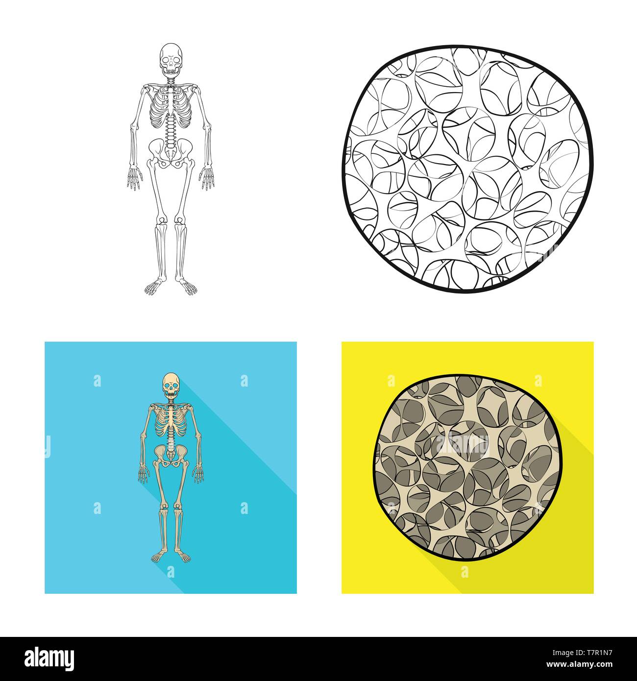 musculoskeletal,osteoporosis,scientific,cell,skeletal,tissue,system ...