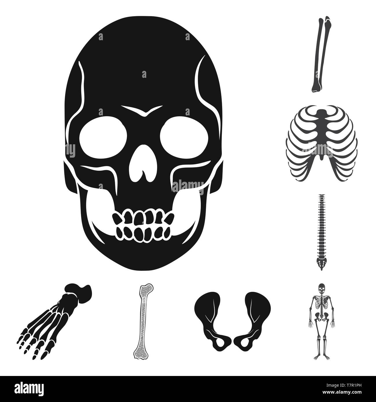 skull,femur,rib,foot,hip,musculoskeletal,death,cage,spine,ankle,bony ...