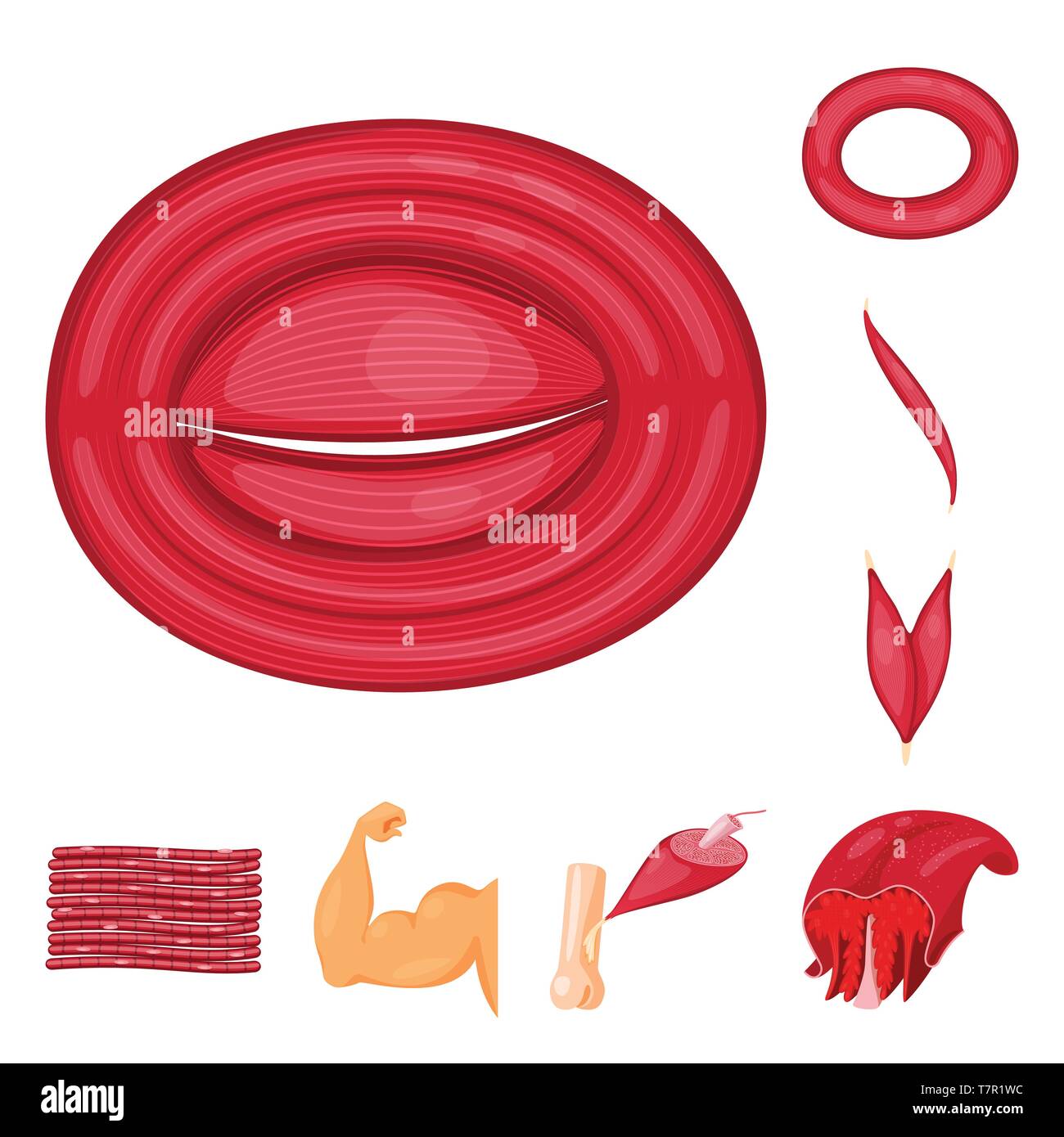 Vector illustration of muscle and cells symbol. Collection of muscle ...