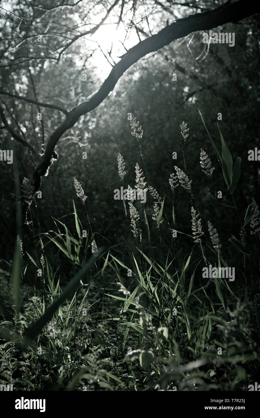 Wild forest in the Netherlands Stock Photo - Alamy