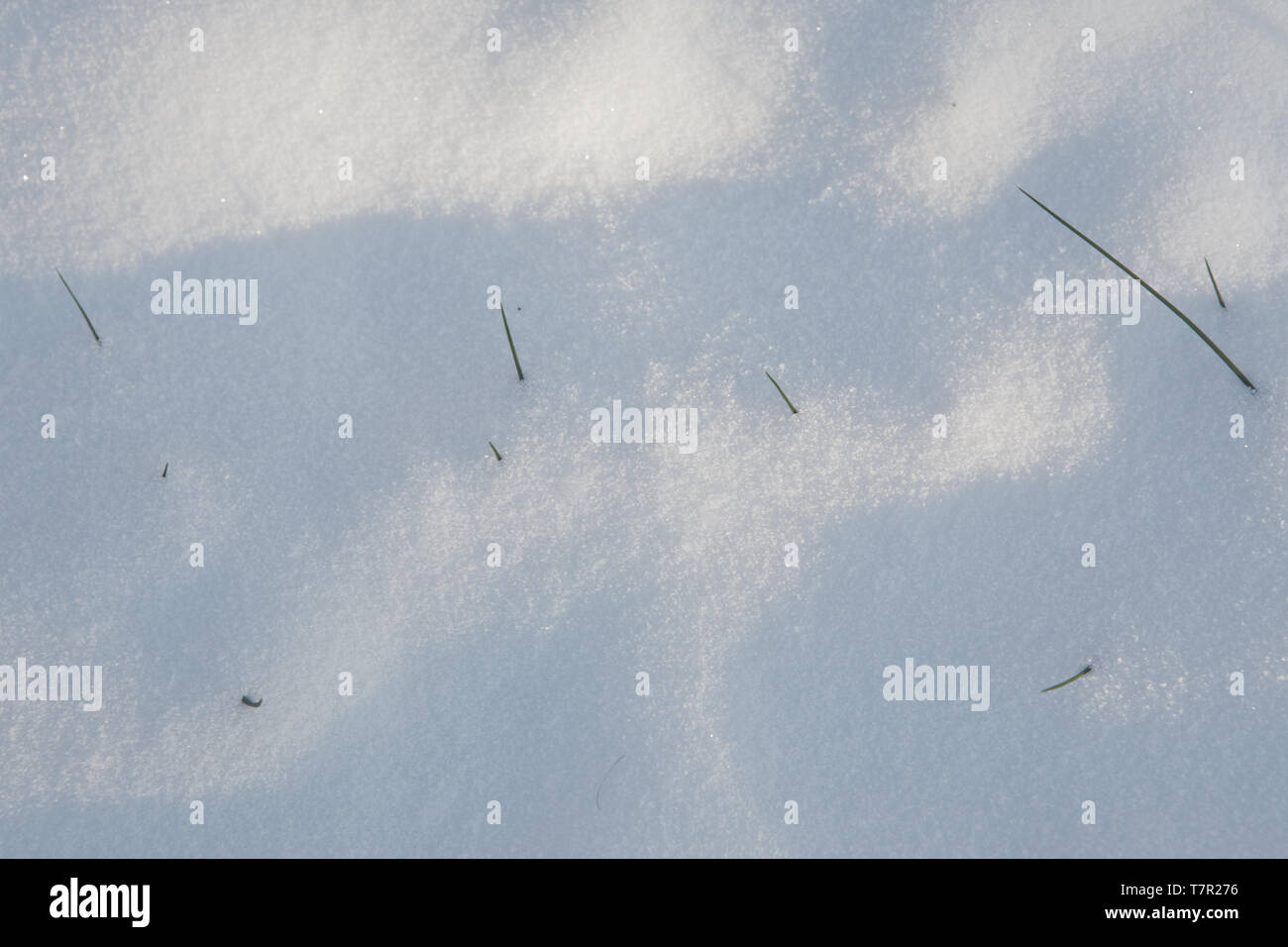 Spring fighting winter Stock Photo - Alamy