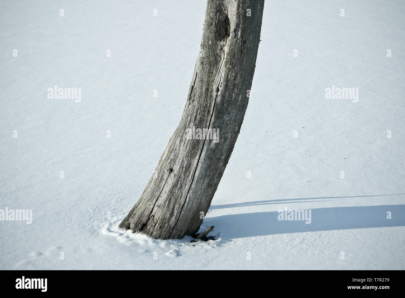 Tree plant cold trunk hi-res stock photography and images - Alamy