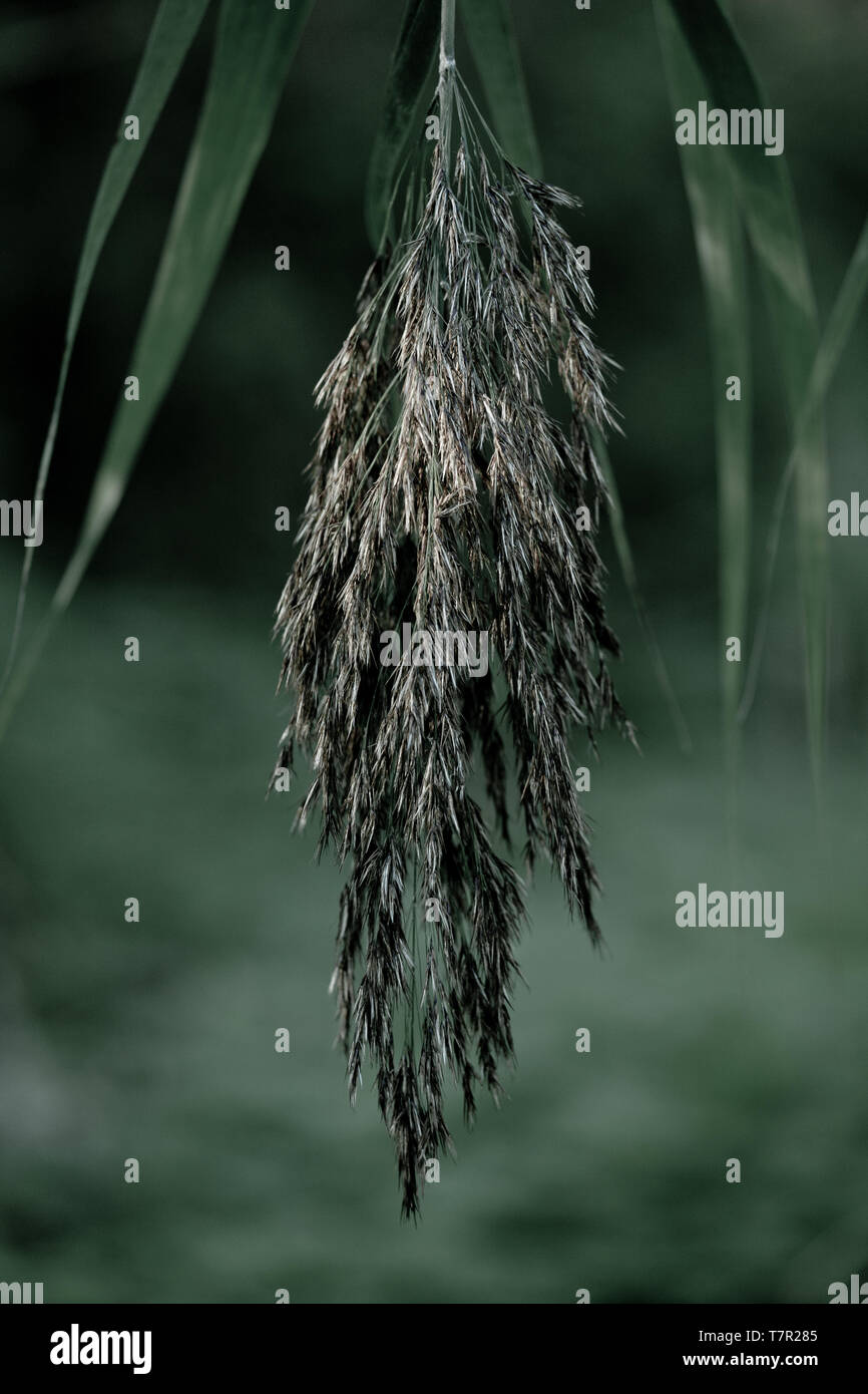 Dying reed in a forest Stock Photo - Alamy