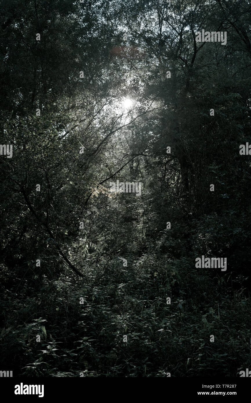 Sun rays through thick forest Stock Photo - Alamy