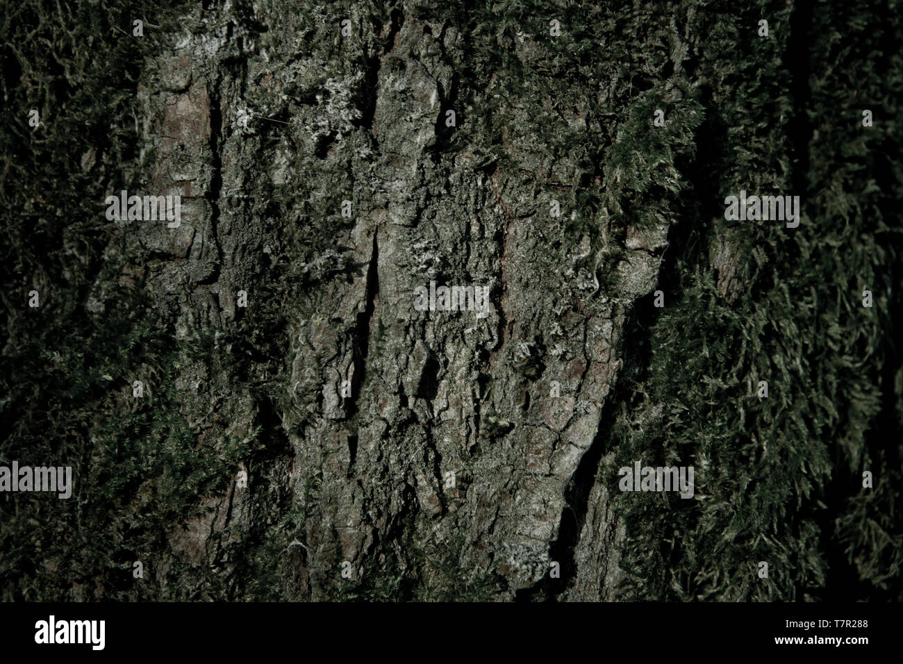 Log with no bark hi-res stock photography and images - Alamy