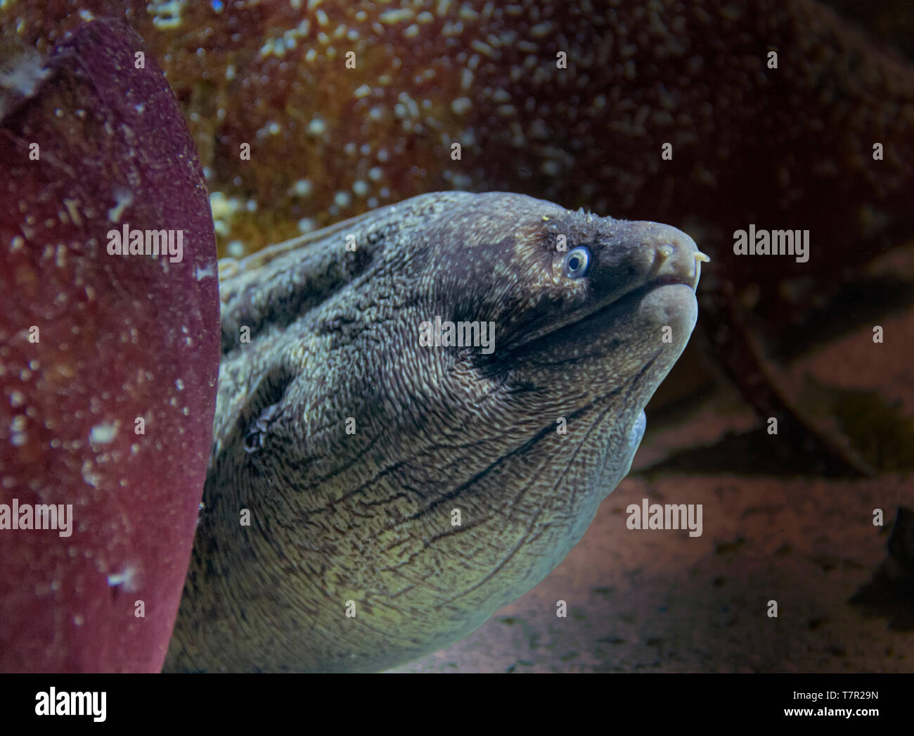 portrait of a moray eel in natural ambiance Stock Photo - Alamy