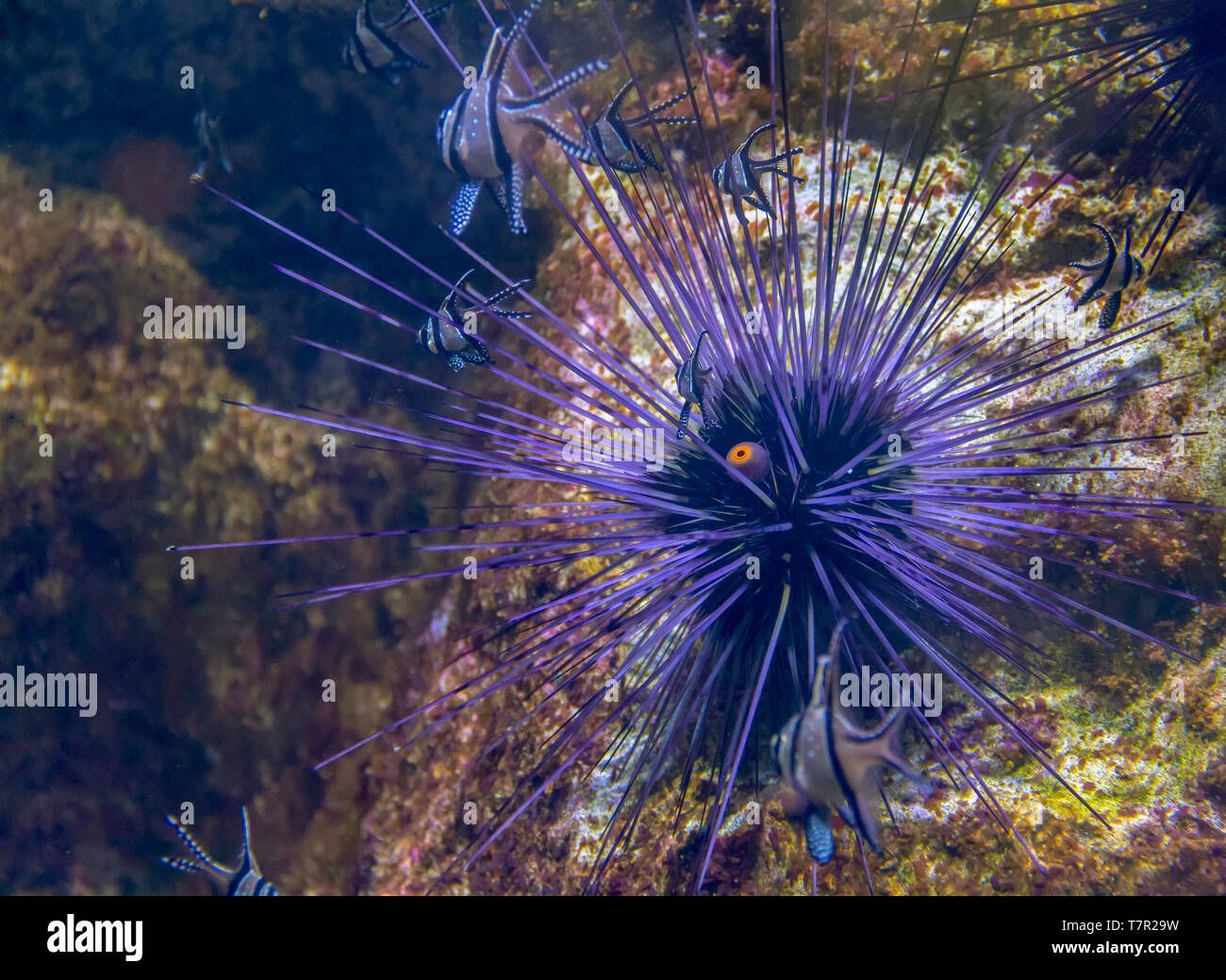 Urchin Spiky High Resolution Stock Photography and Images - Alamy