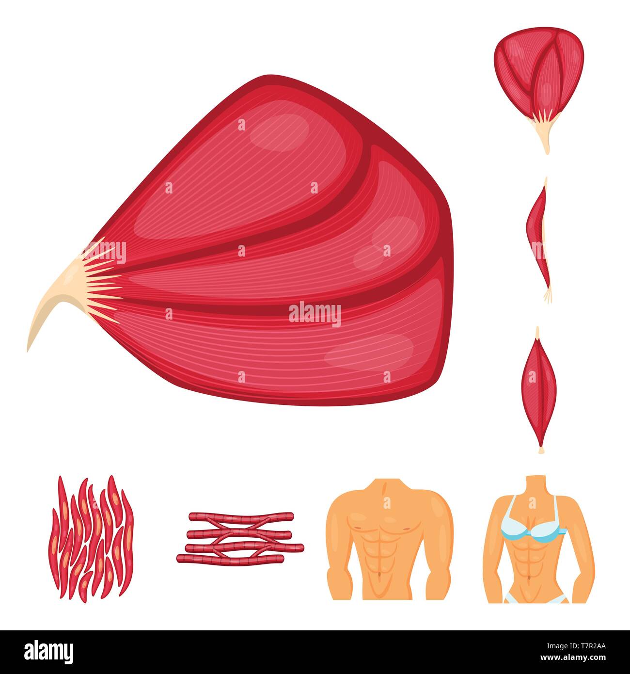 Vector design of muscle and cells icon. Collection of muscle and ...