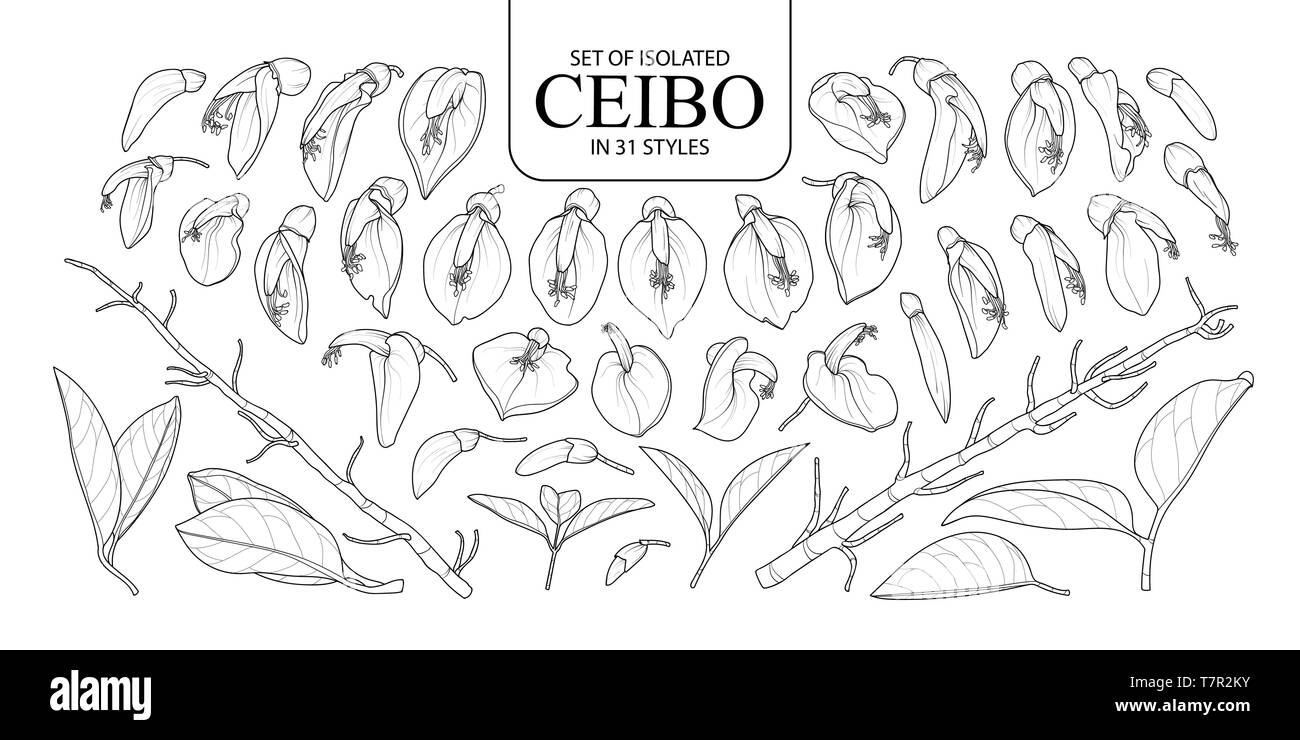 Ceibo Flower High Resolution Stock Photography and Images - Alamy