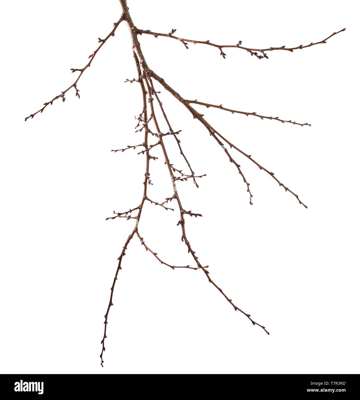 dry apricot tree branch. isolated on white Stock Photo - Alamy