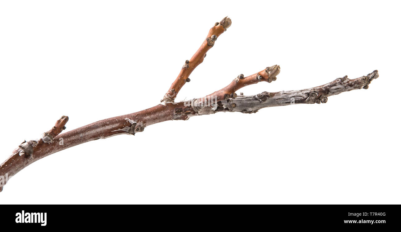dry branch of a walnut tree. isolated on white Stock Photo - Alamy