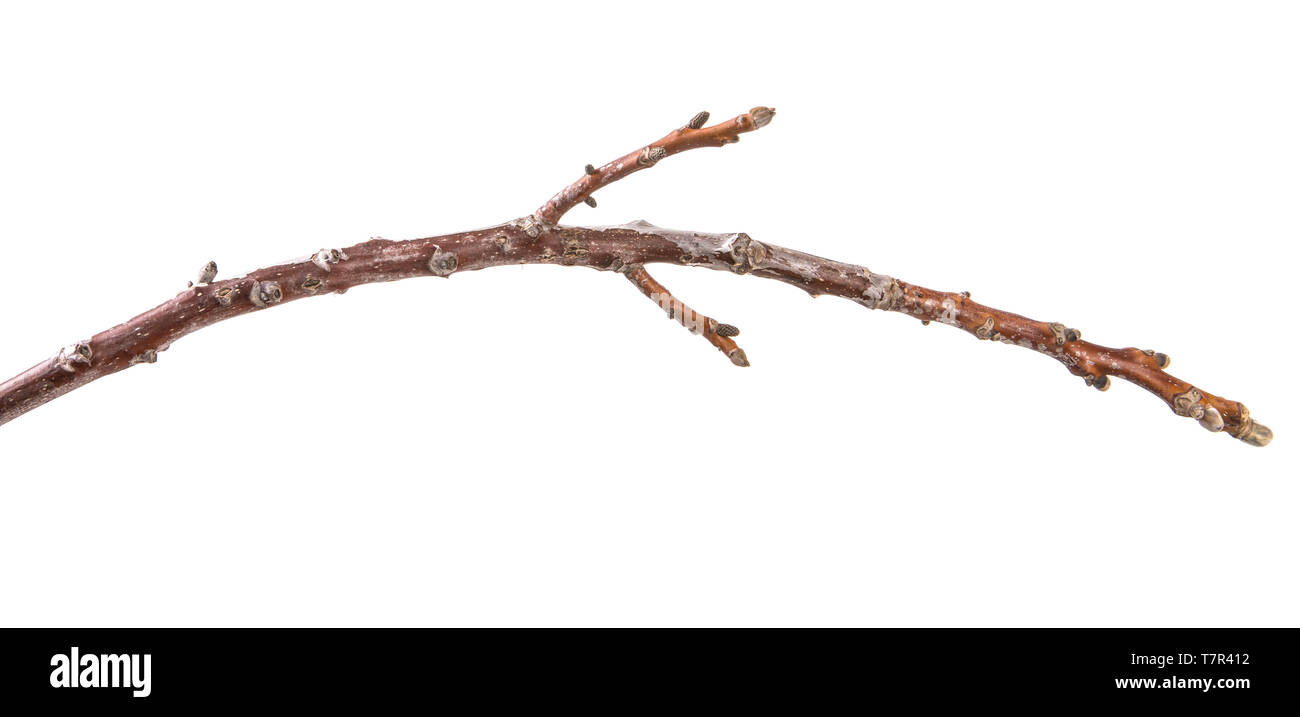 dry branch of a walnut tree. isolated on white Stock Photo - Alamy