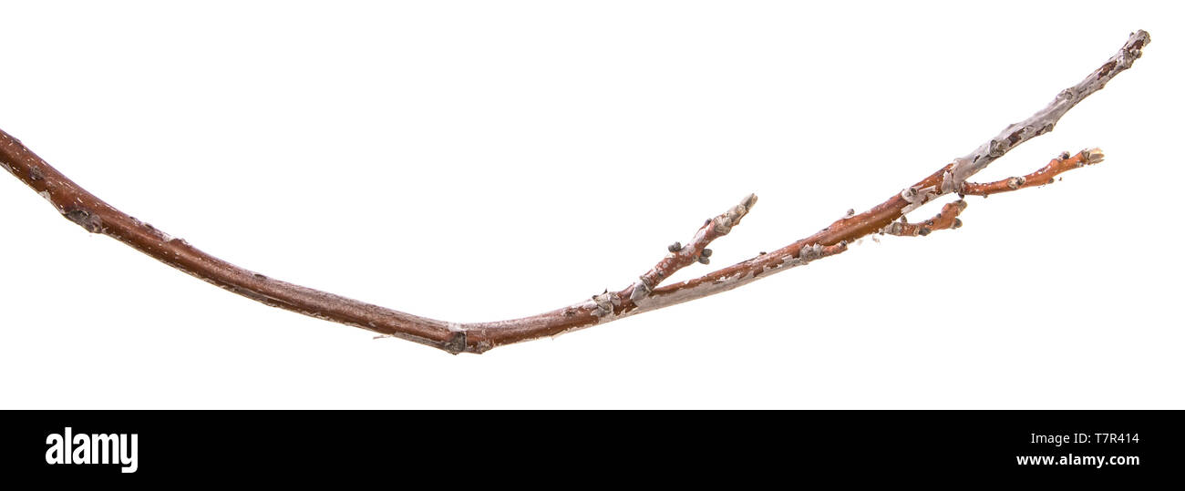 dry branch of a walnut tree. isolated on white Stock Photo - Alamy